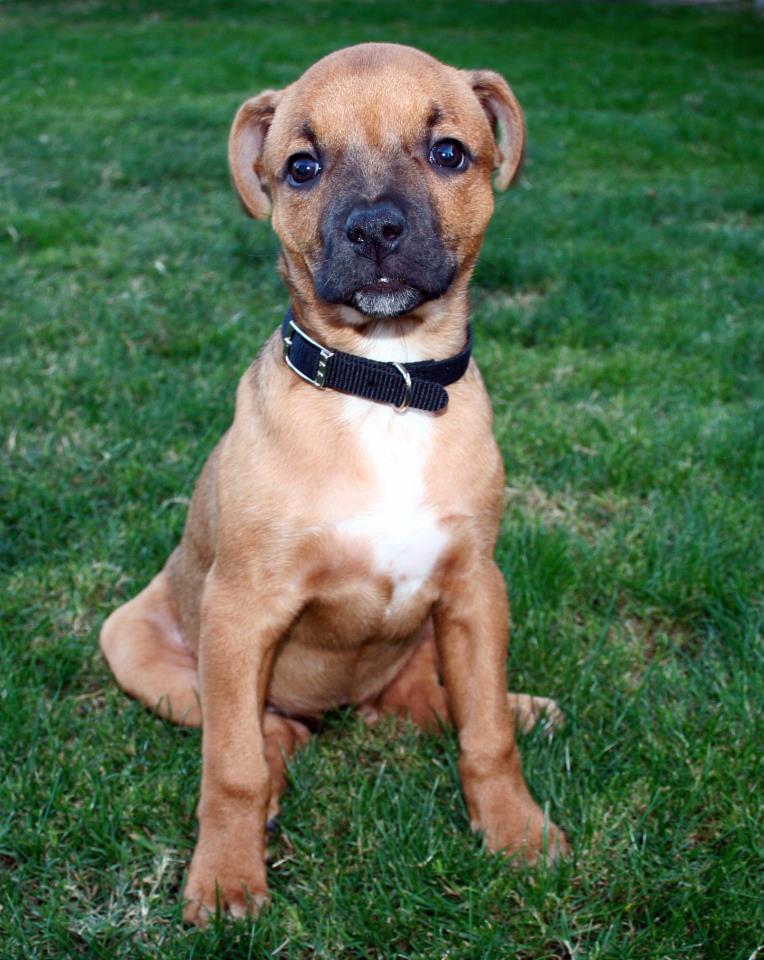 Buffy has been adopted! | | M.A.I.N. - Medical Animals In Need, Dog ...