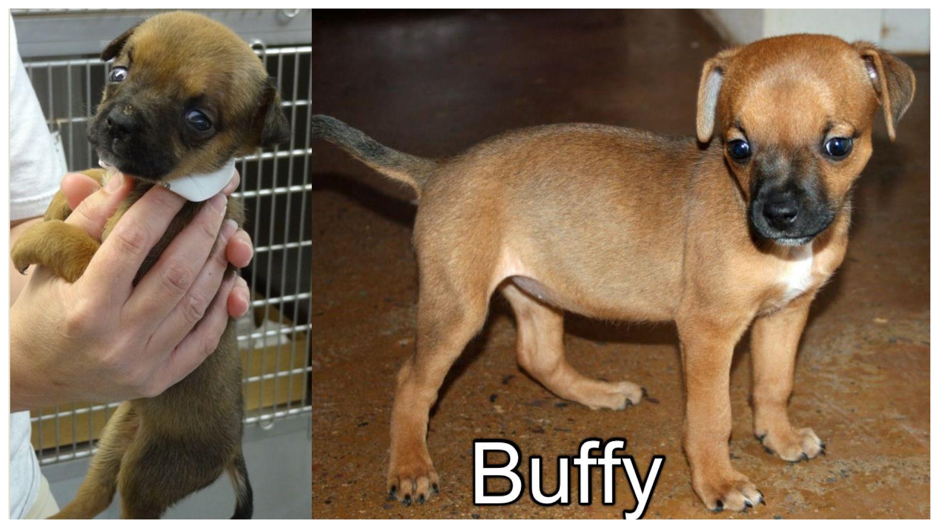 Buffy has been adopted! | M.A.I.N. - Medical Animals In Need, Dog ...