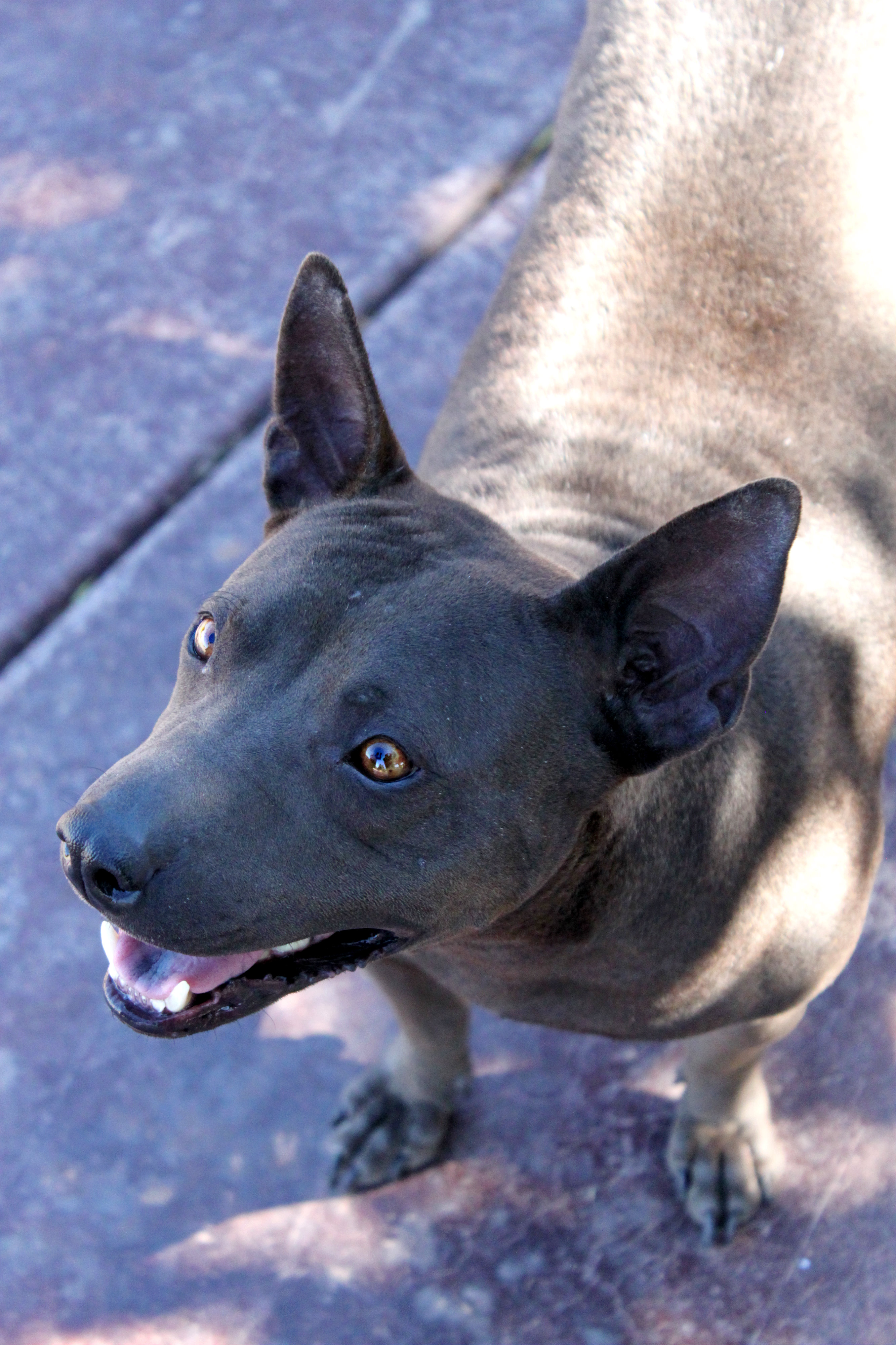 Sasha, Thai Ridgeback Mix | | M.A.I.N. - Medical Animals In Need, Dog ...