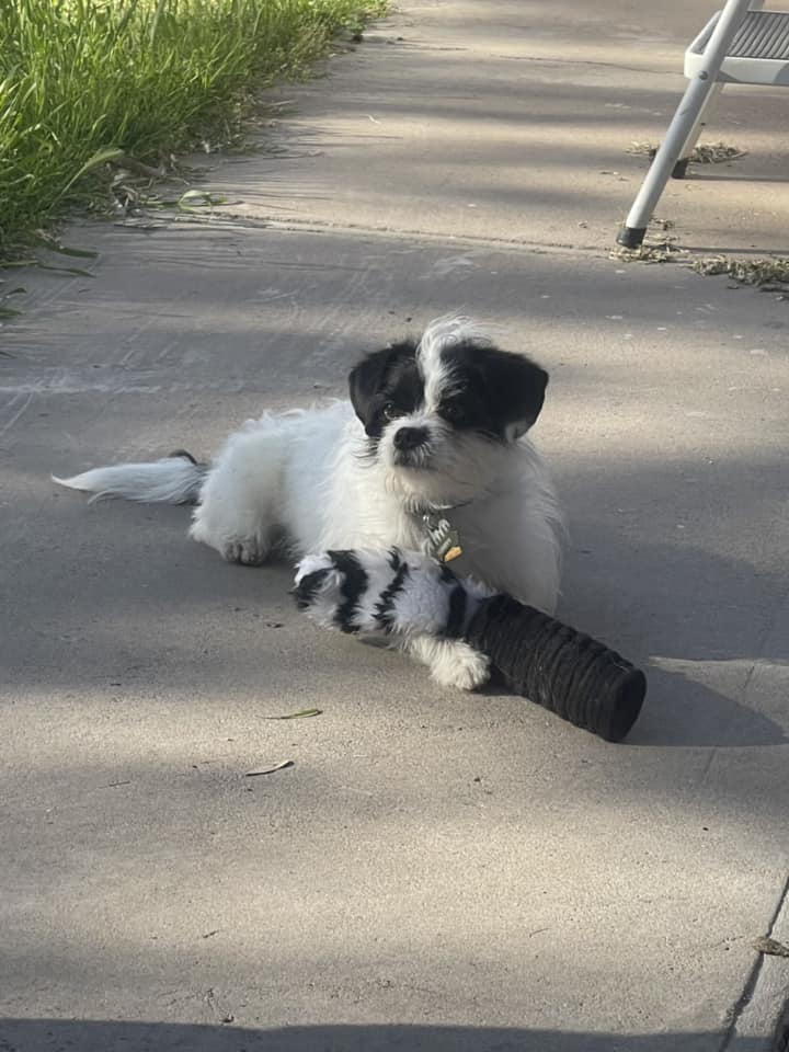 Scruffy | M.A.I.N. - Medical Animals In Need, Dog Rescue in Phoenix Arizona